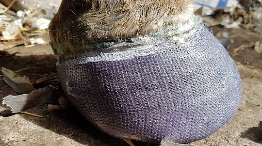 OrthoHoof Equine Hoof Casting Tape Quarter Crack Repair Material ...
